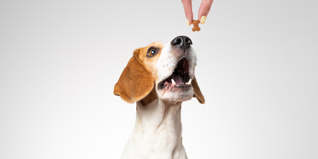Picking the right kind of training treats – Buddy Bites SG