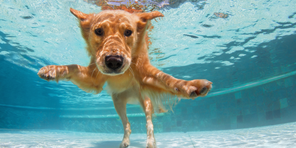 Dive Into Safety: Pool Tips for Dog Owners – Buddy Bites SG