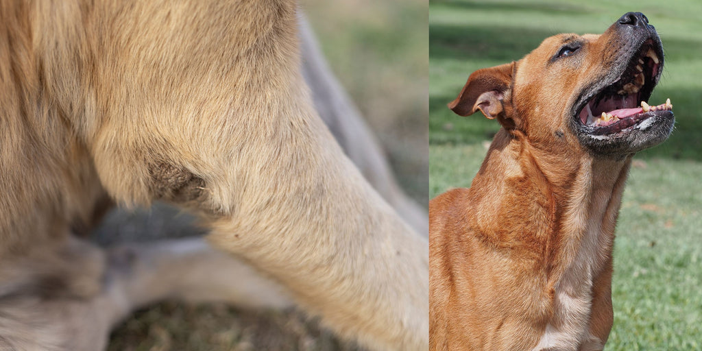 Understanding and Managing Calluses in Dogs – Buddy Bites SG