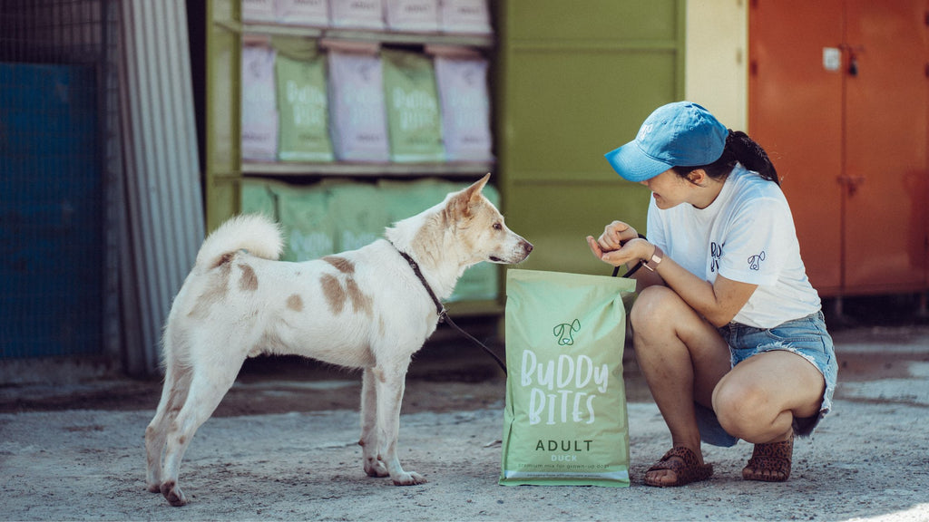 Ways to Help Shelters! – Buddy Bites SG