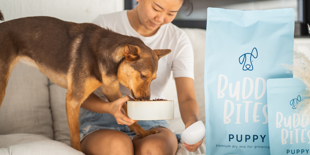 8 Tips for your Fussy Eater Dog – Buddy Bites SG